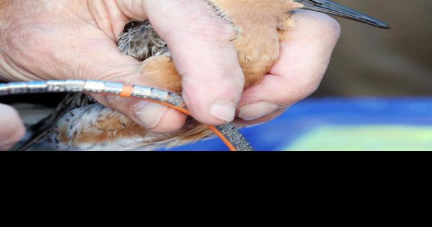 Feds to decide on designating red knot as threatened species