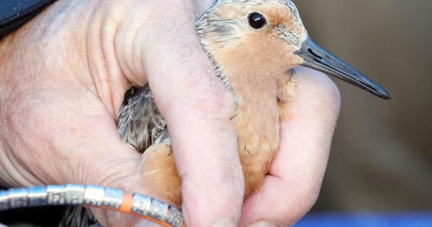 Feds to decide on designating red knot as threatened species Feds to decide on designating red knot as threatened species