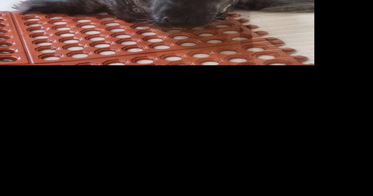 Baby gray seal found wandering through Ocean City has died