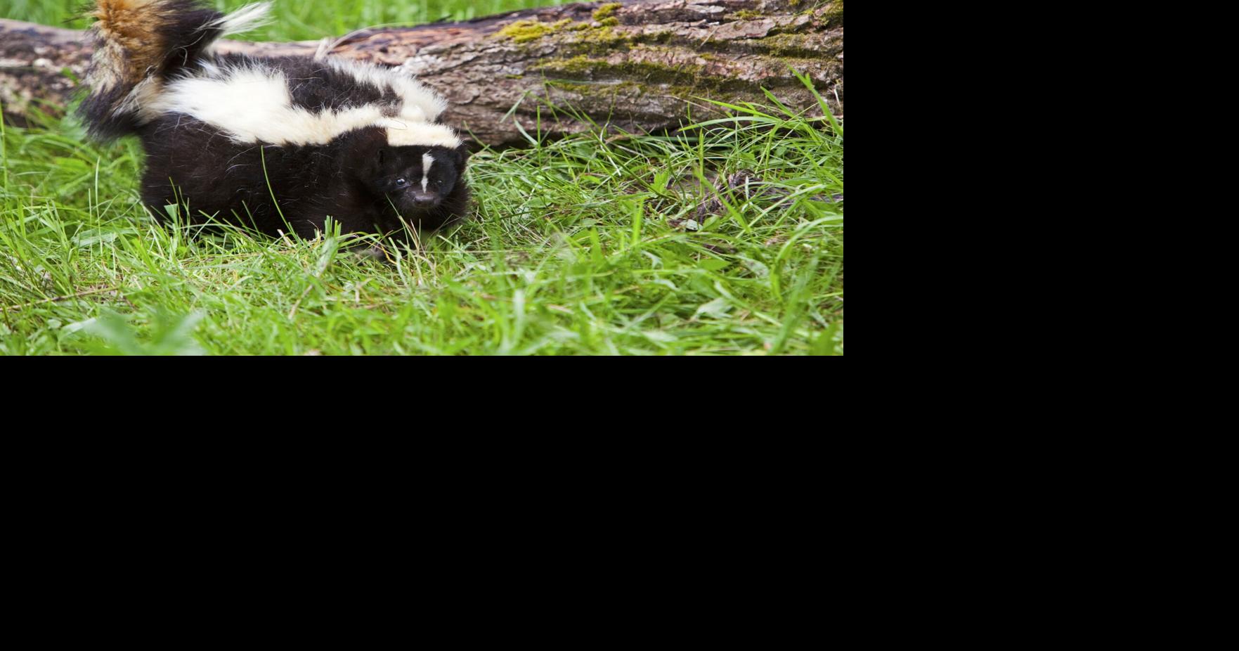 Galloway skunk tests positive for rabies
