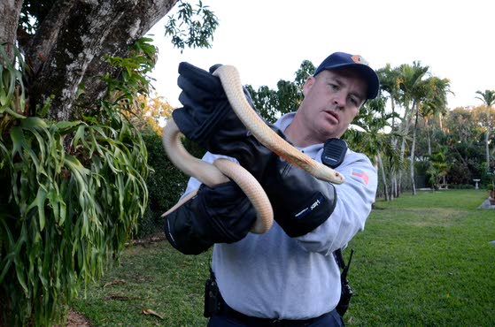 'Swamp Wars' pits humans against snakes and lizards