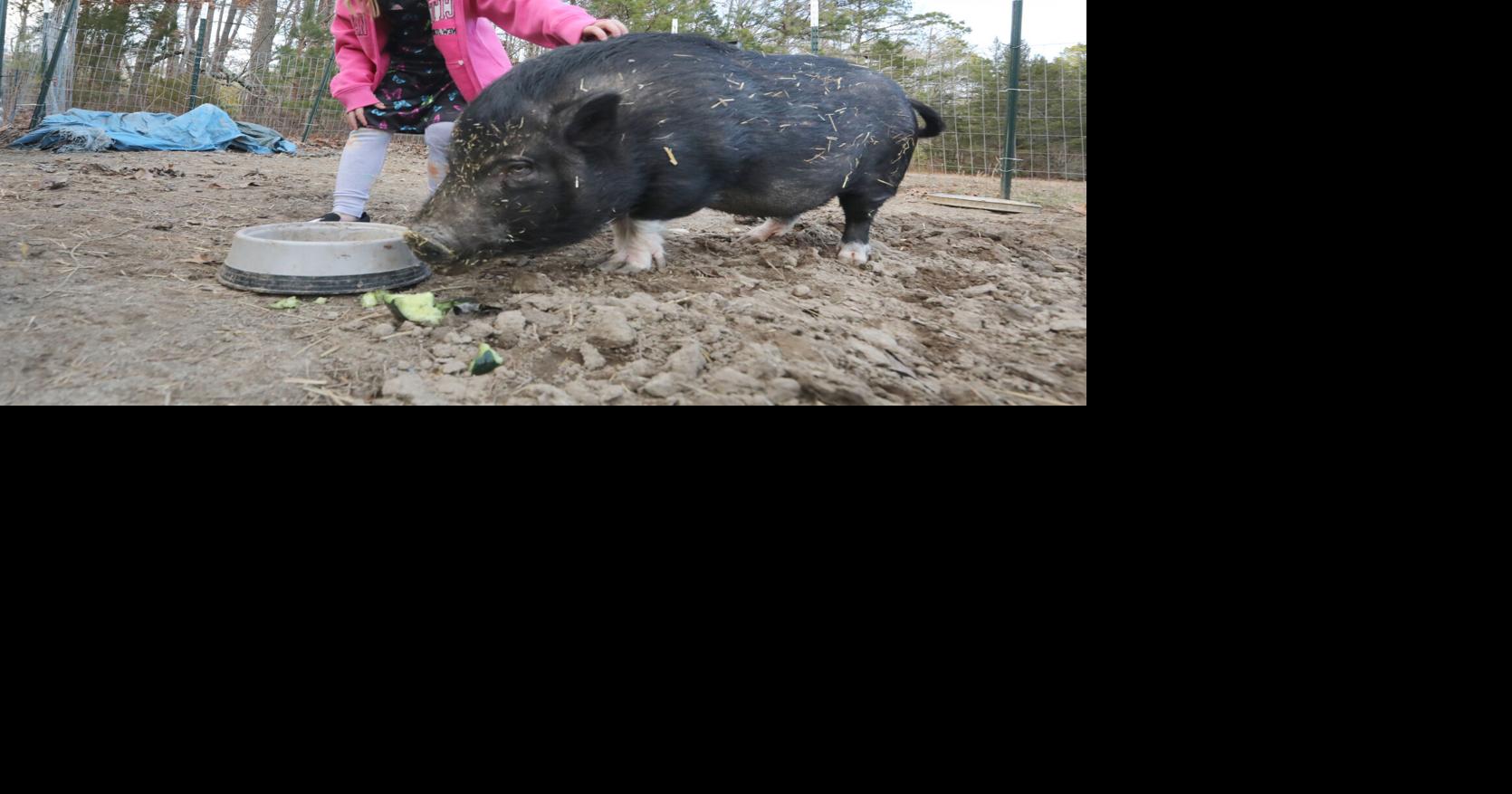 Egg Harbor Township pig case on hold in municipal court