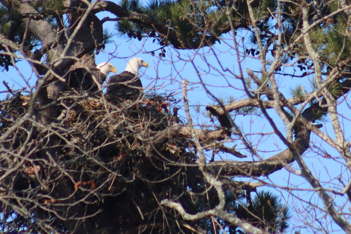 Environmentalist says state sided with developer over eagles