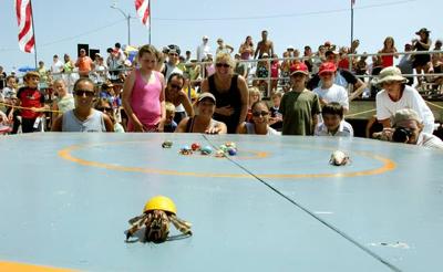 Miss Crustacean pageant and hermit crab races highlight events At The ...