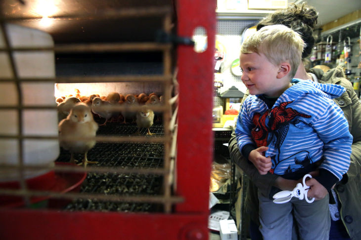 Animal rescue organizations warn against buying rabbits, chicks as ...