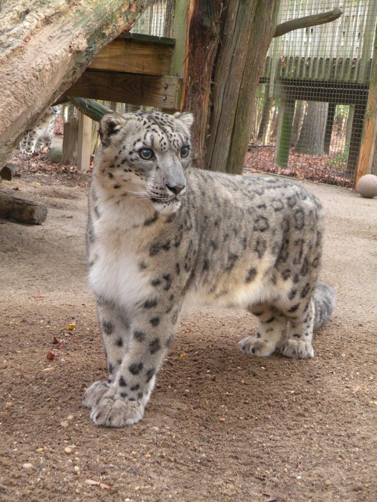 Cape May zoo snow leopard dies