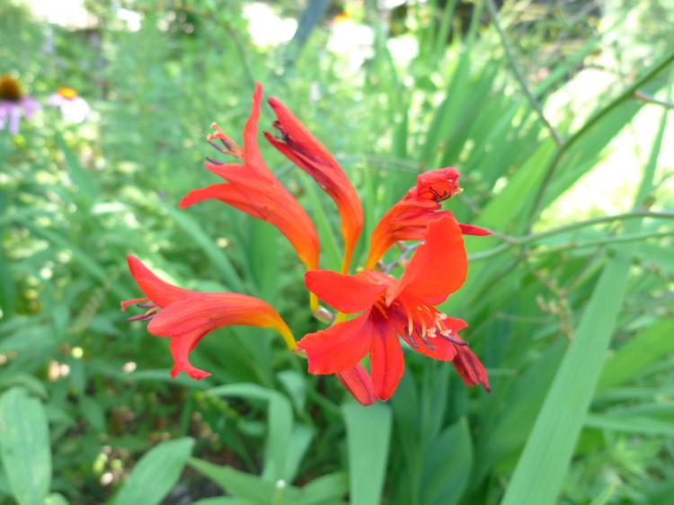 Atlantic County's Little Gardens have big surprises in store