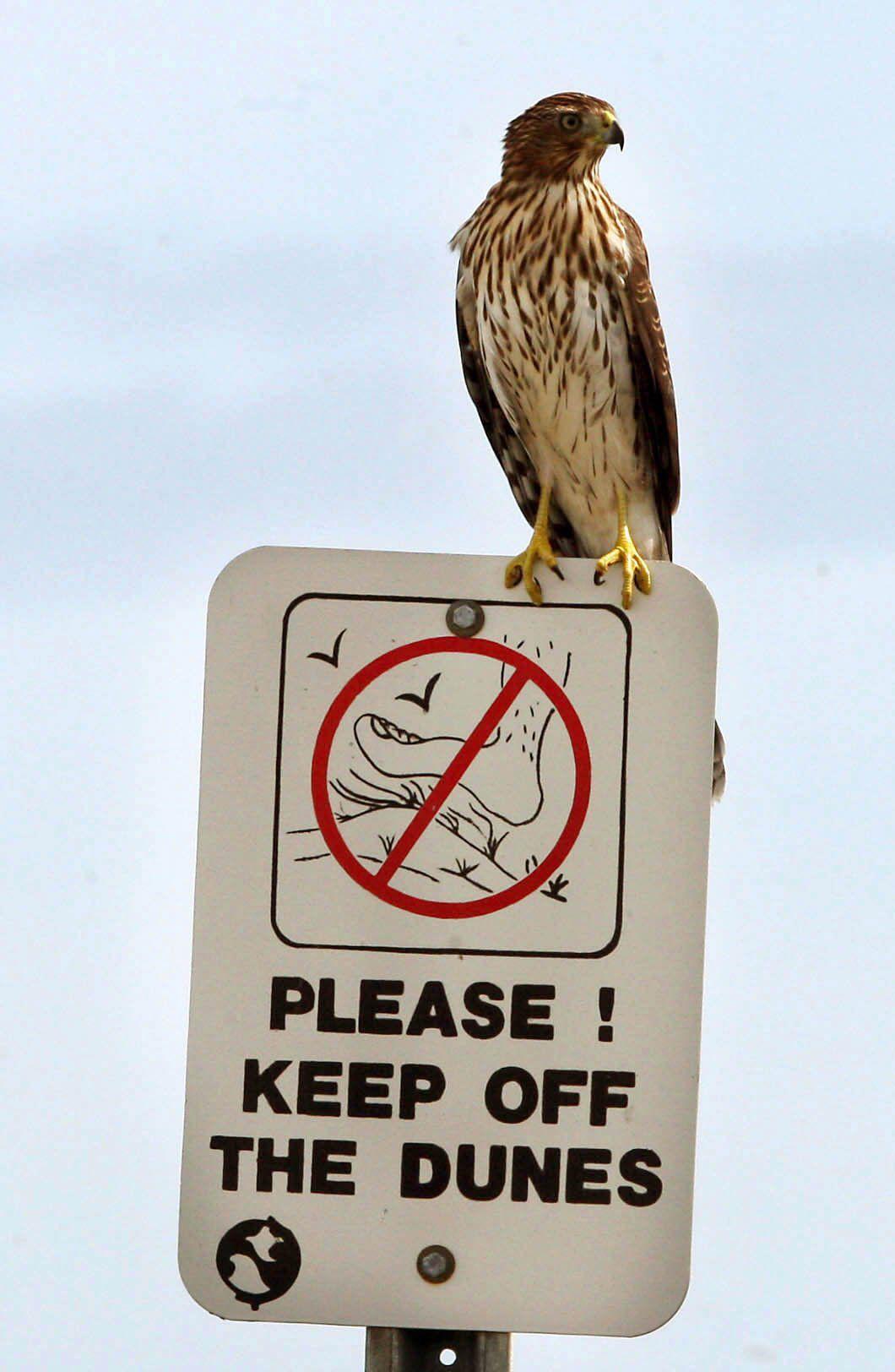 Endangered birds of New Jersey