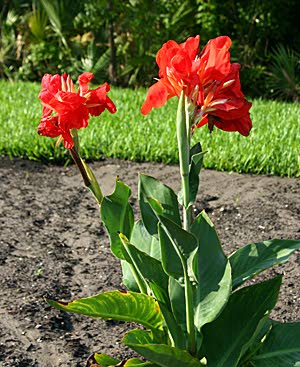 Cannas offer many colors, planting options