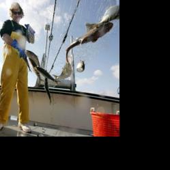 Some call them spiny dogfish, fishermen call them 'plague,' and they're ...