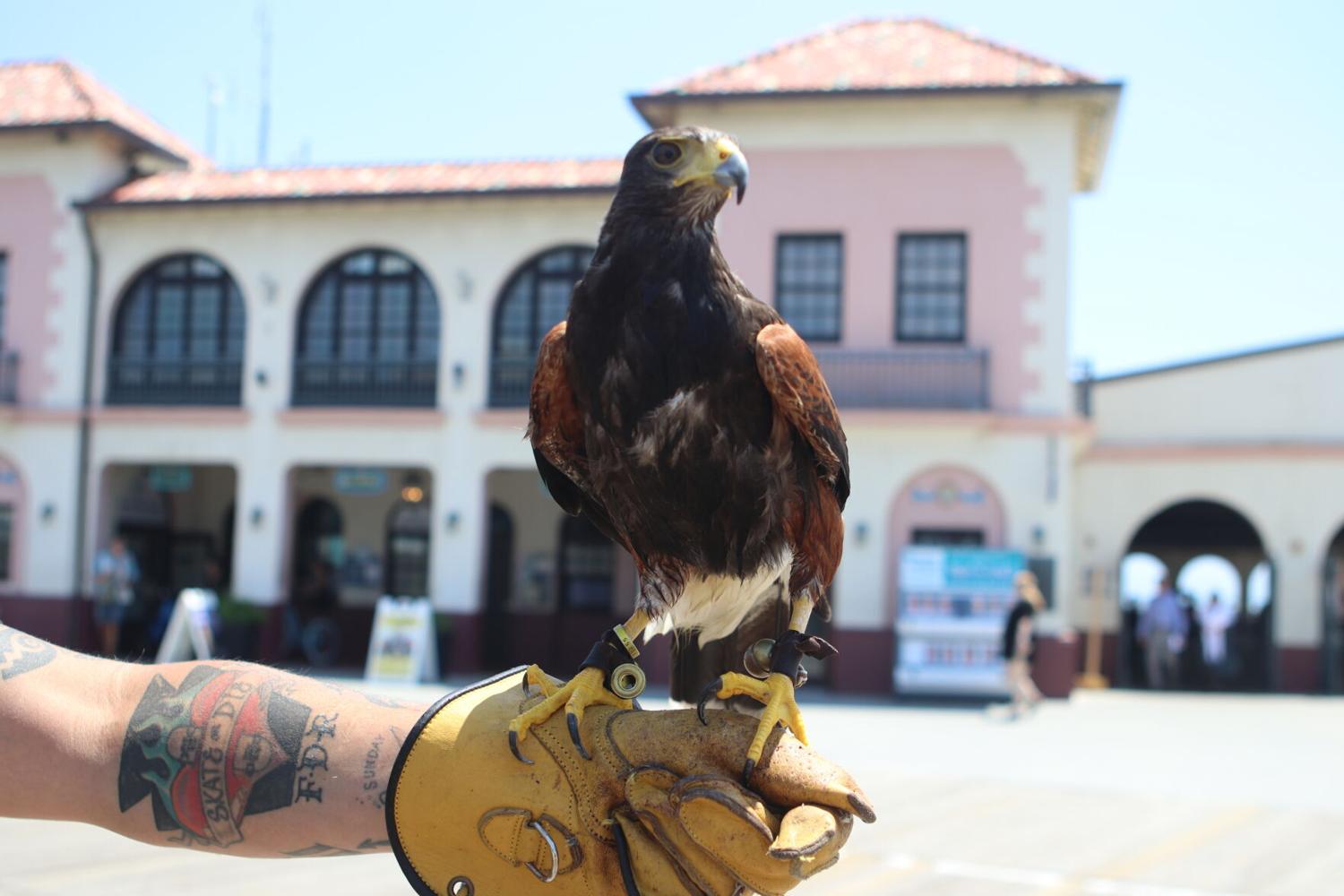 Anti-gull falcons likely to return to Ocean City