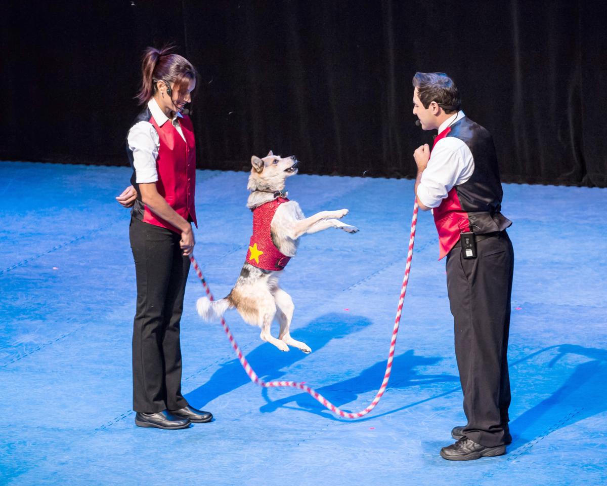 Stunt Dog Experience mixes up the old dog and pony show with comedy and ...