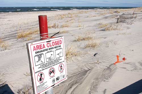‘Massive’ beach project in Strathmere will take year-and-a-half