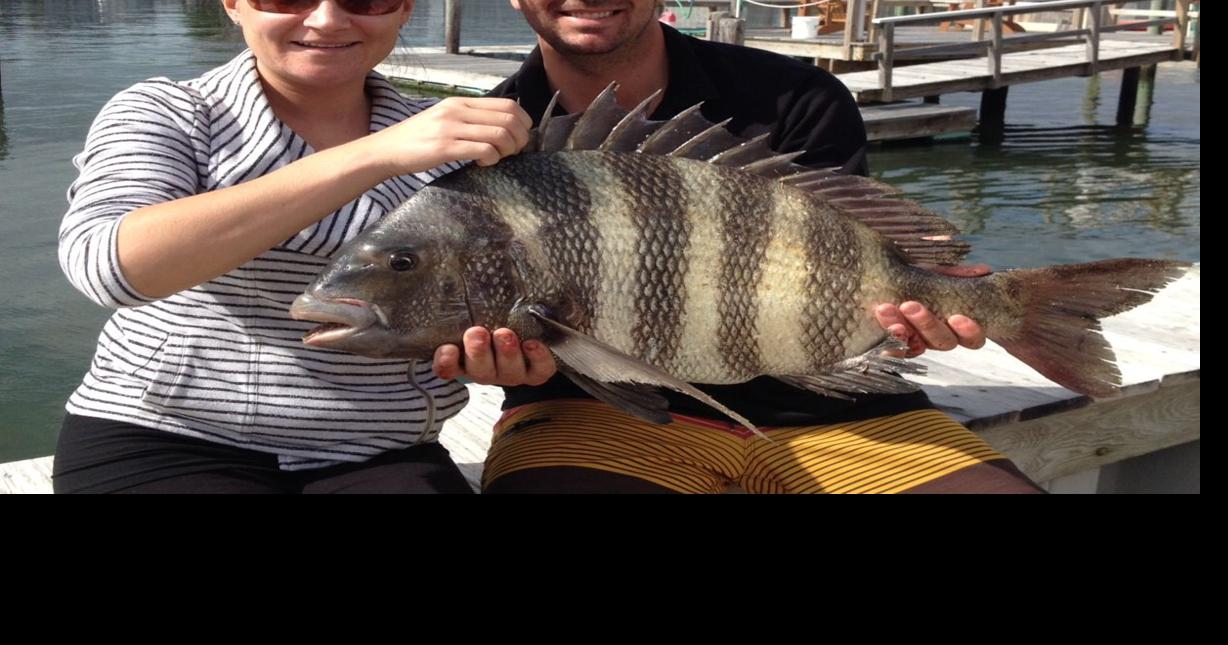 Sheepshead Fish