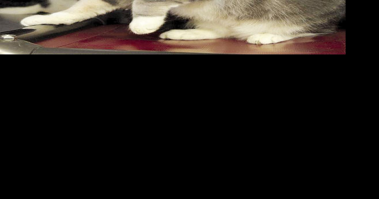 Beacon Animal Rescue Pet of the Week: LaLa