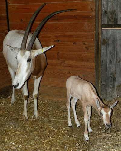 Zoo introduces baby giraffe, two scimitar-horned oryx at Earth Day ...