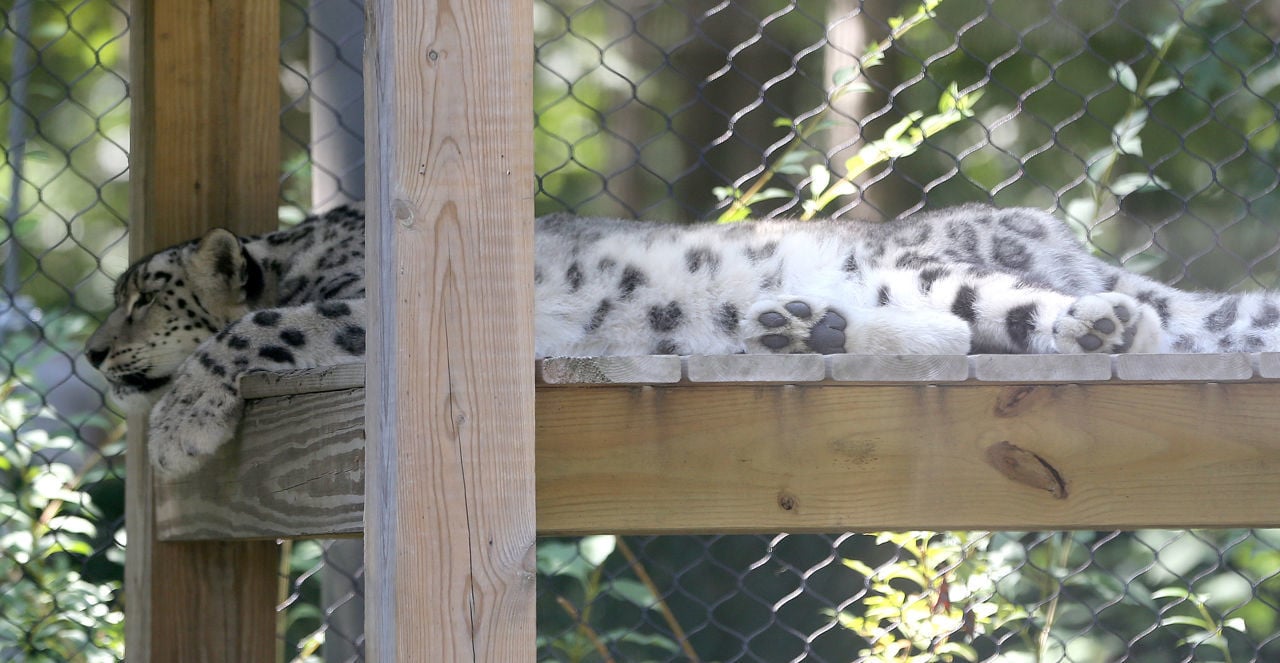 2 snow leopards die at Cape May County Zoo