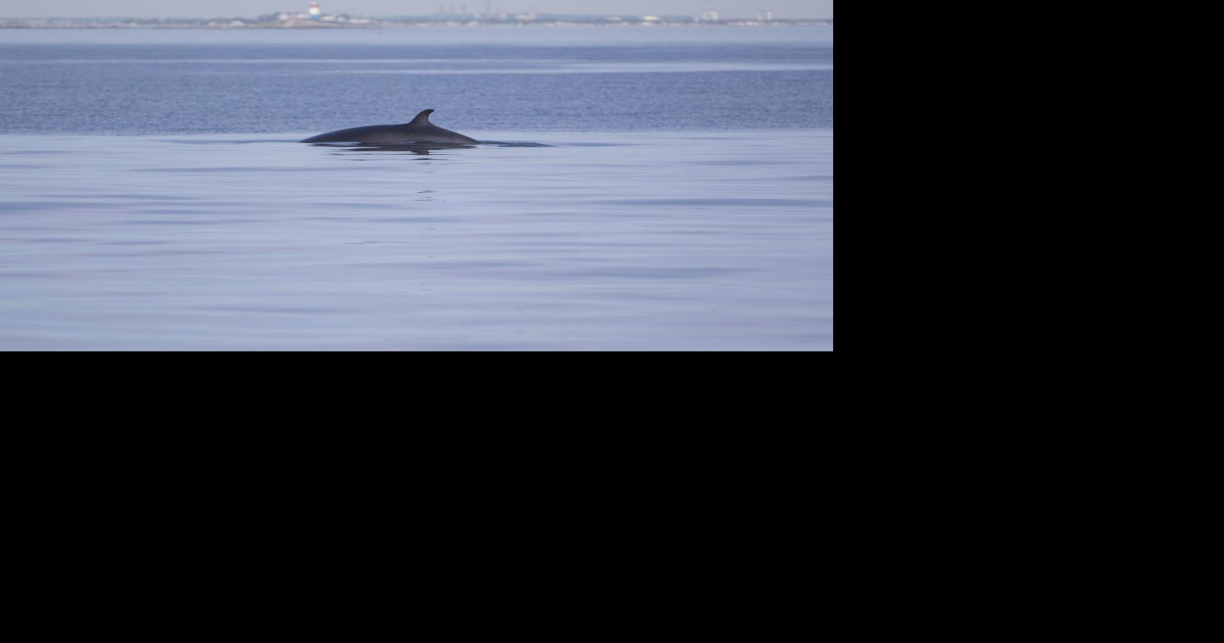 Officials monitoring stranded minke whale in Barnegat Bay