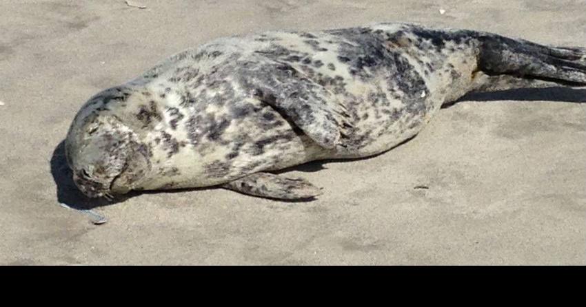 Marine Mammal Stranding Center at capacity