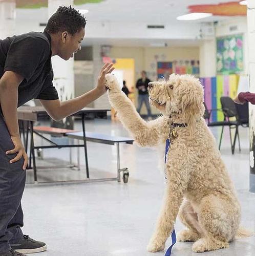 Canine Inspired Change: Dogs serve as bridge to connection | News ...