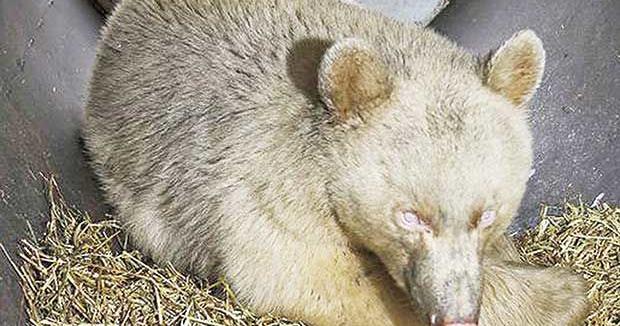 Creatures (oddly) bright and beautiful tap into fascination with color ...