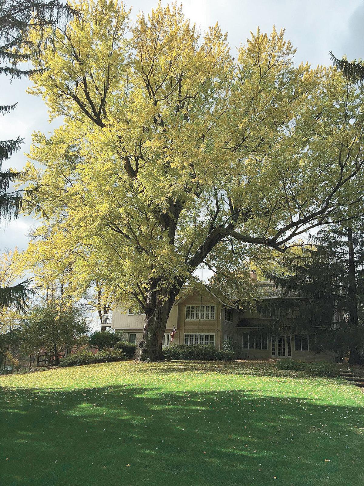 ‘Grandpa’ tree reaches end of long life | News | presspubs.com