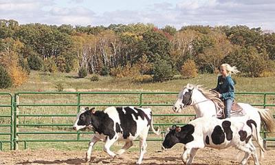 cattle sorting competition