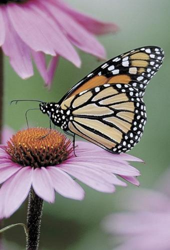 *VIDEO* The Garden View Express | News | presspubs.com