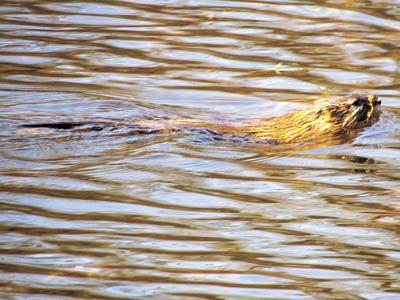 Unperturbed muskrats at Big Marine | News | presspubs.com