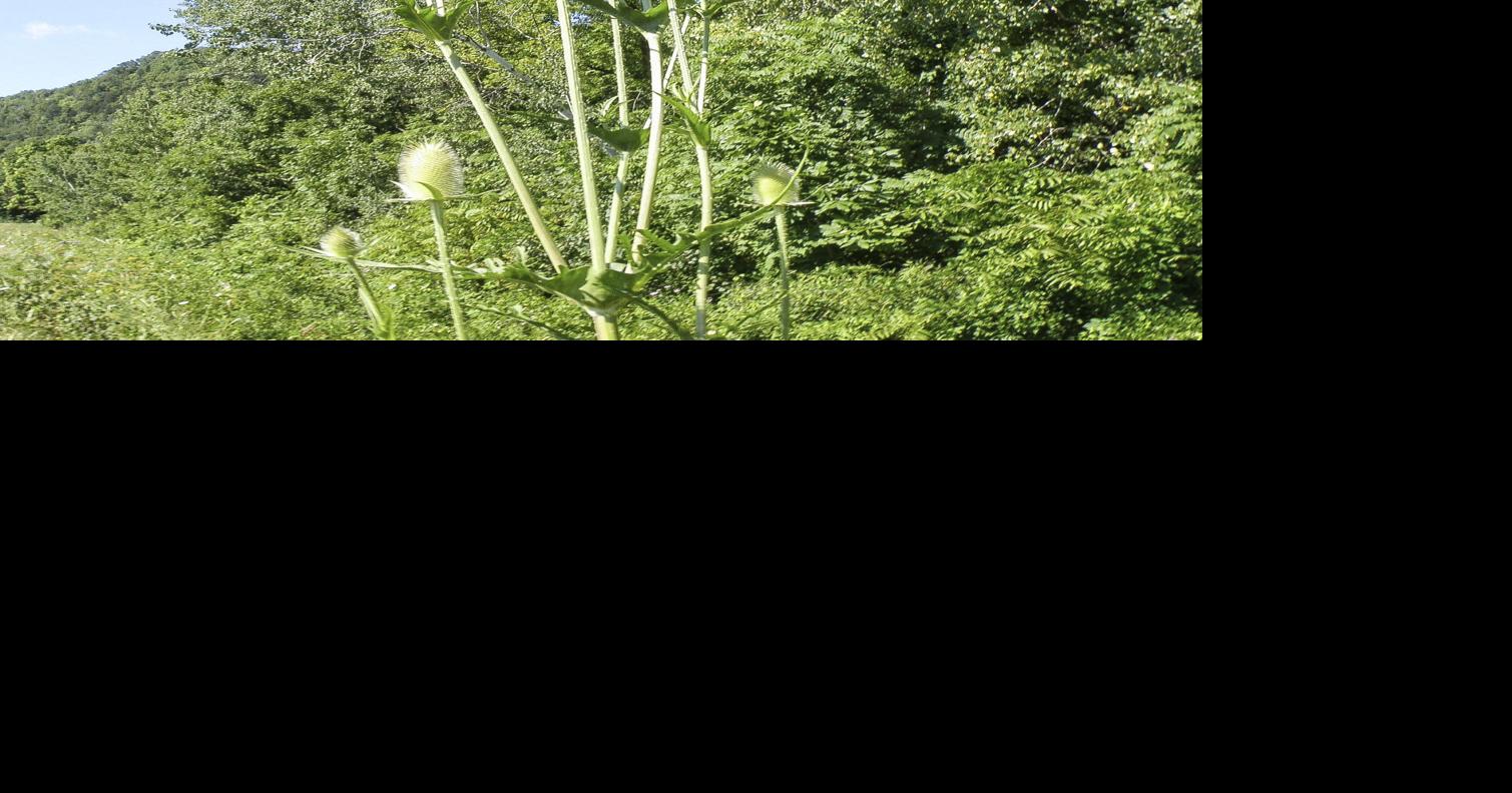 Weed of the Month: Cutleaf Teasel | News | presspubs.com