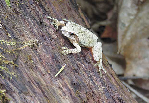 Five signs of spring more exciting than robins | News | presspubs.com