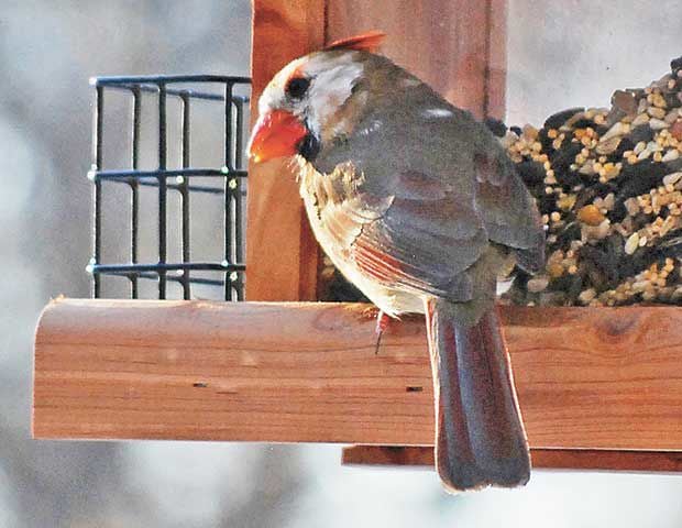 Creatures (oddly) bright and beautiful tap into fascination with color ...