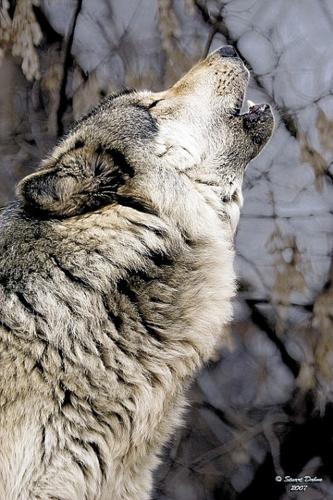 Wildlife Science Center offers more than howling good time | News ...