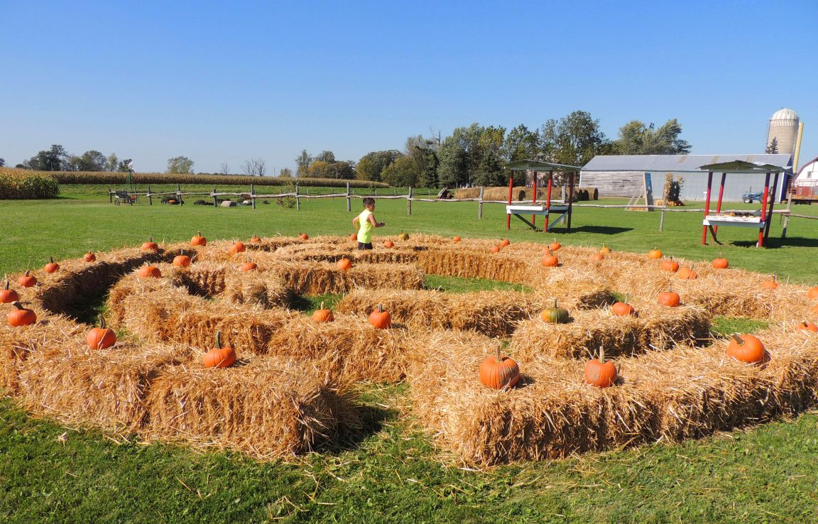 Pumpkin patch, corn maze offer fall family fun | Isanti | presspubs.com