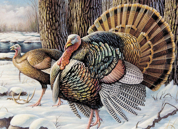 Local artist wins turkey stamp contest | News | presspubs.com