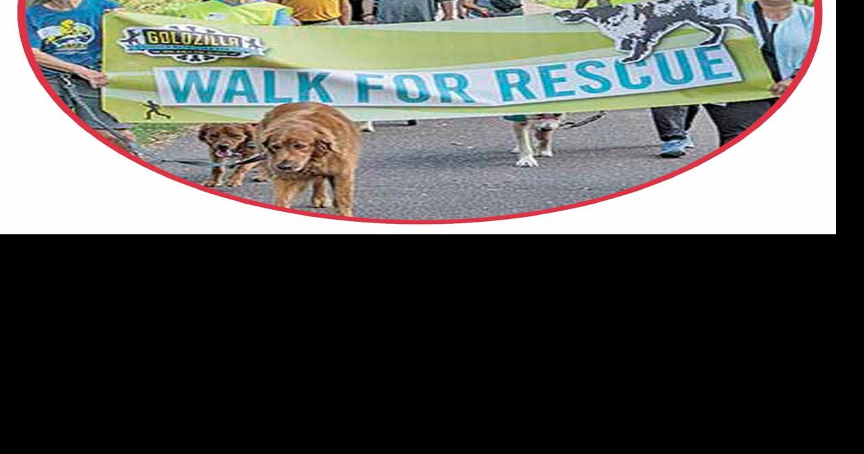 Goldzilla: Where golden hearts meet | Newsletter | presspubs.com