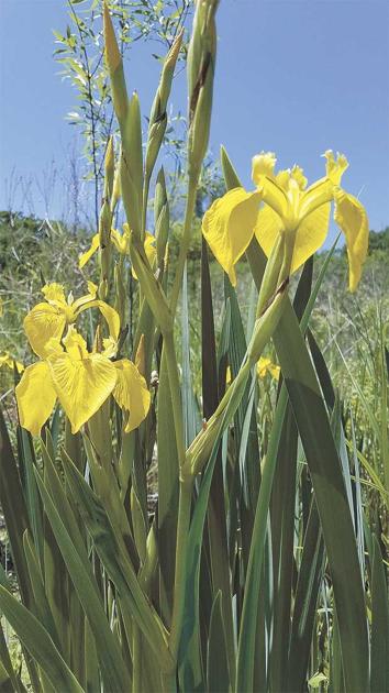 Beyond appearances: Invasive yellow iris | News | presspubs.com