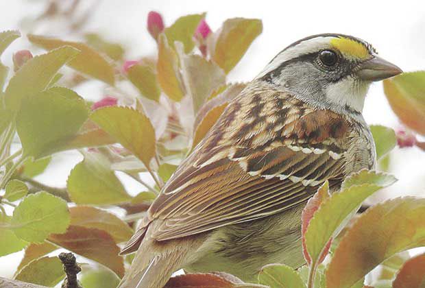 The strange love lives of white-throated sparrows | News | presspubs.com