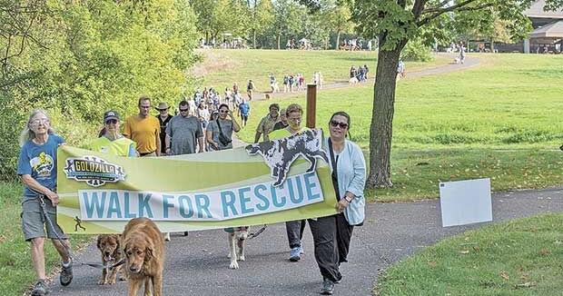 Goldzilla: Where golden hearts meet | News | presspubs.com