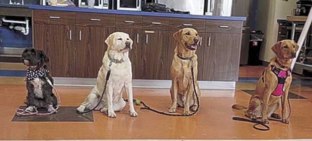 Canine Inspired Change: Dogs serve as bridge to connection | News ...