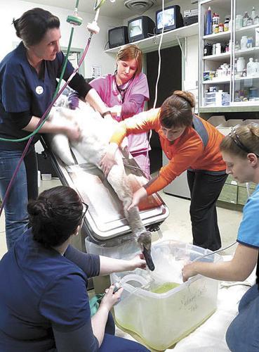 Winter waterfowl suffer from lead poisoning | News | presspubs.com