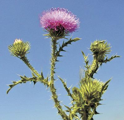 New species of thistles invade Minnesota | News | presspubs.com