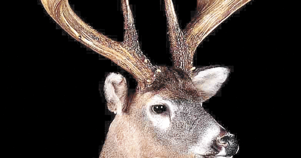 Remembering the James Jordan buck | News | presspubs.com