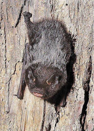 Tree-roosting bat lives along Vadnais watershed | News | presspubs.com