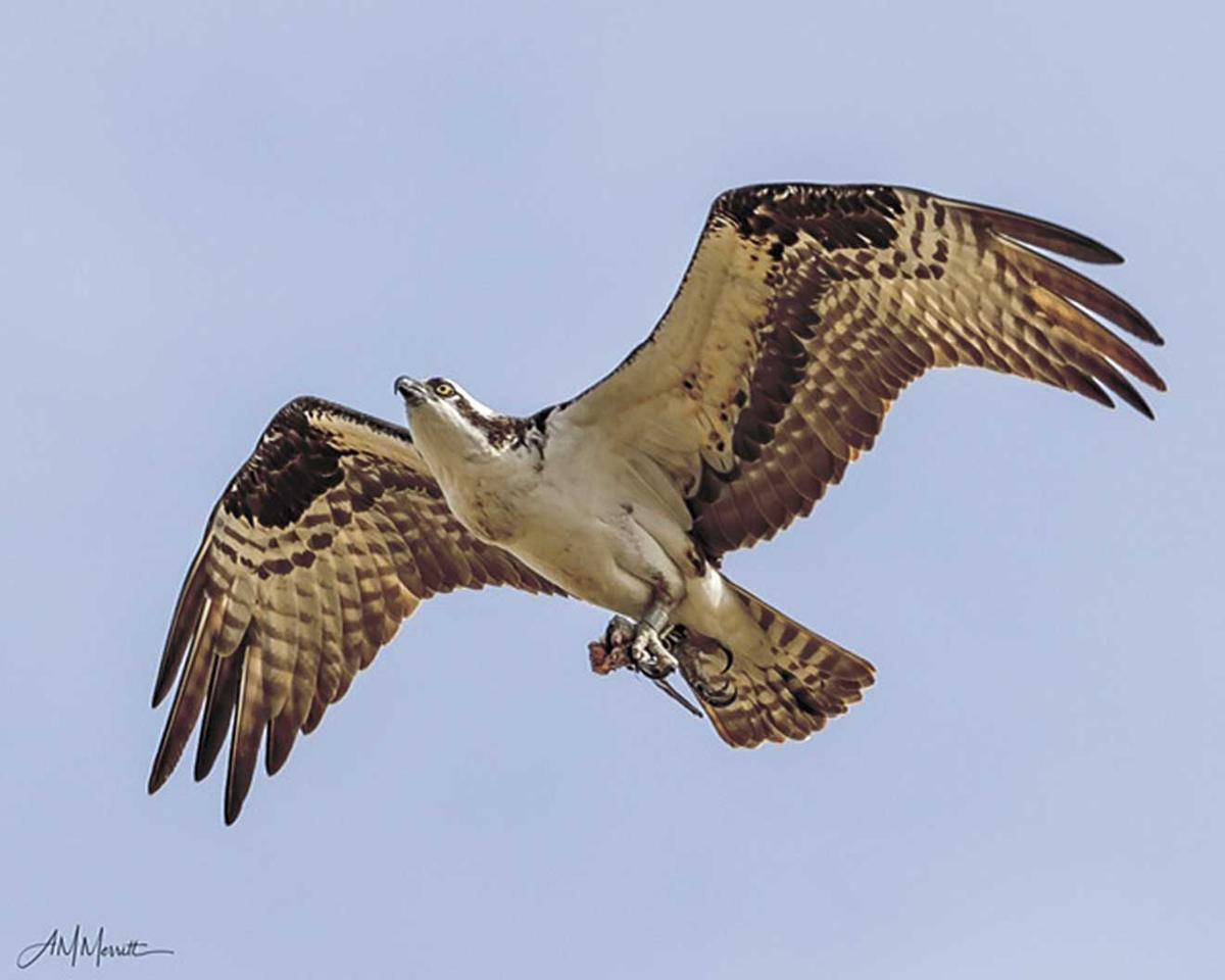 Fishing from the sky—Ospreys | News | presspubs.com