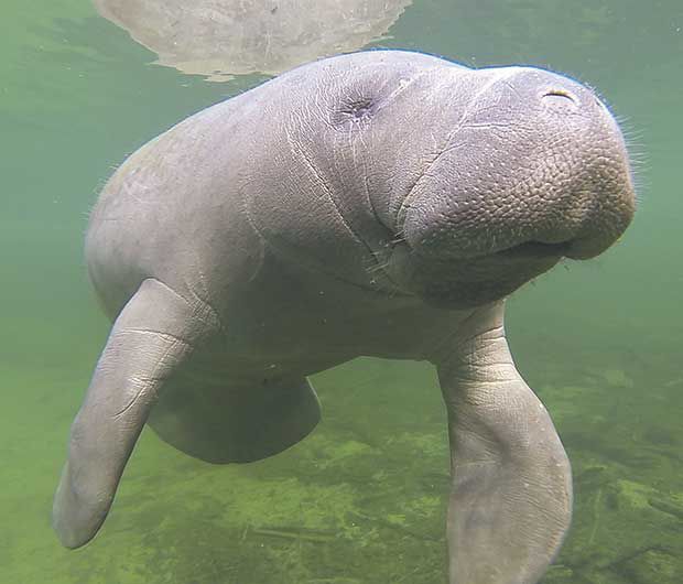 Saving the manatee one step at a time | News | presspubs.com