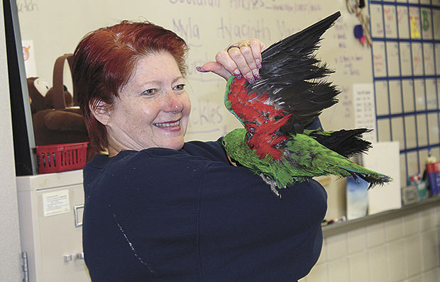 Birds model for students | Quad | presspubs.com