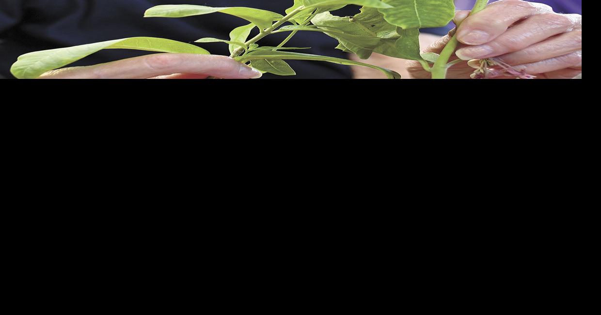 Mindful of the monarchs | White Bear | presspubs.com