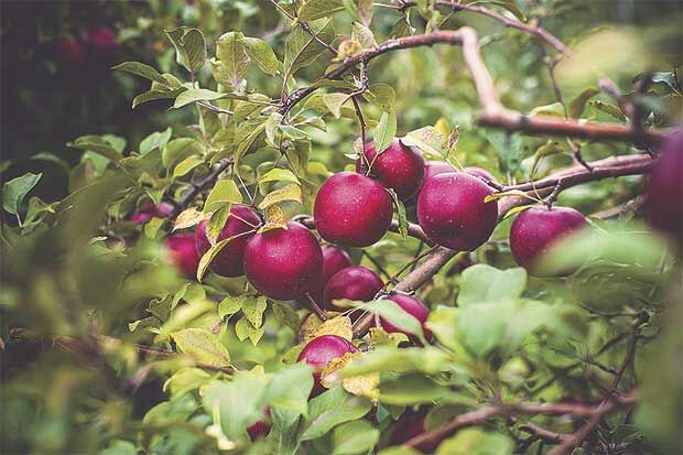 Applecrest Orchards under new ownership | News | presspubs.com