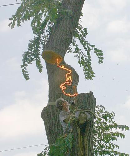 Electric tree show | News | presspubs.com